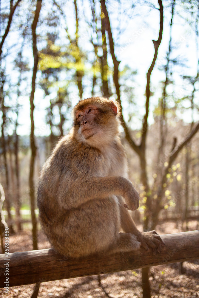 Affe sitzt auf einem Balken im Freien Stock Photo | Adobe Stock