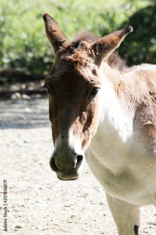 Kiang Stock Photo | Adobe Stock