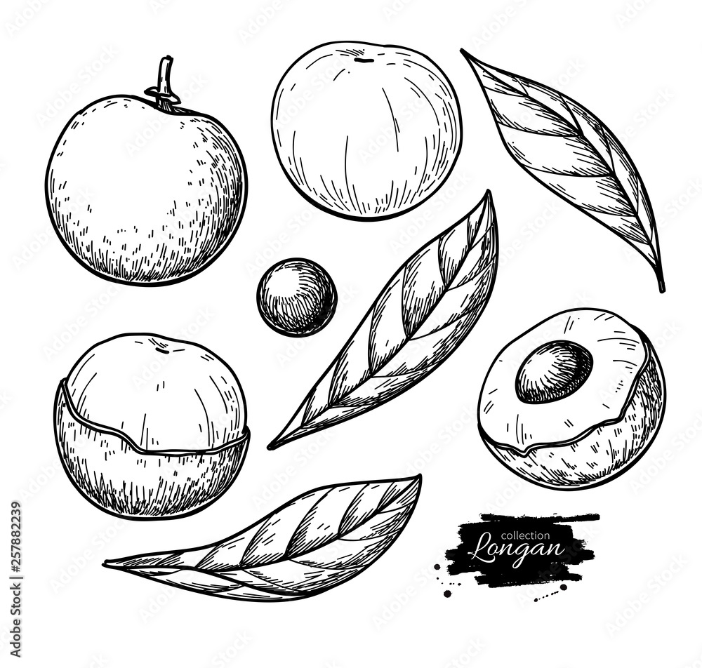 Longan Fruit Drawing