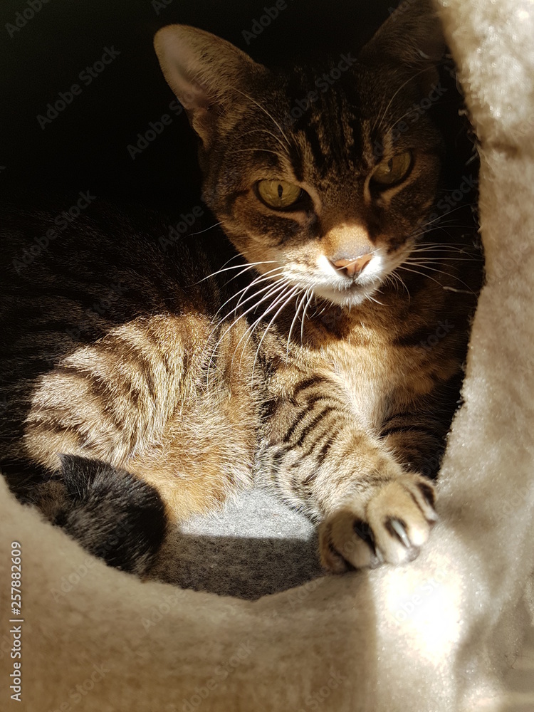 gato rajado dentro da sua toca Stock Photo | Adobe Stock