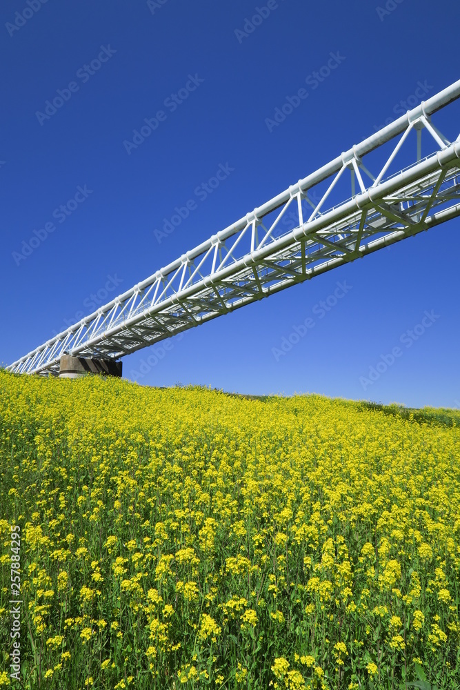 ガス導管と菜の花咲く江戸川土手風景 Stock Photo | Adobe Stock
