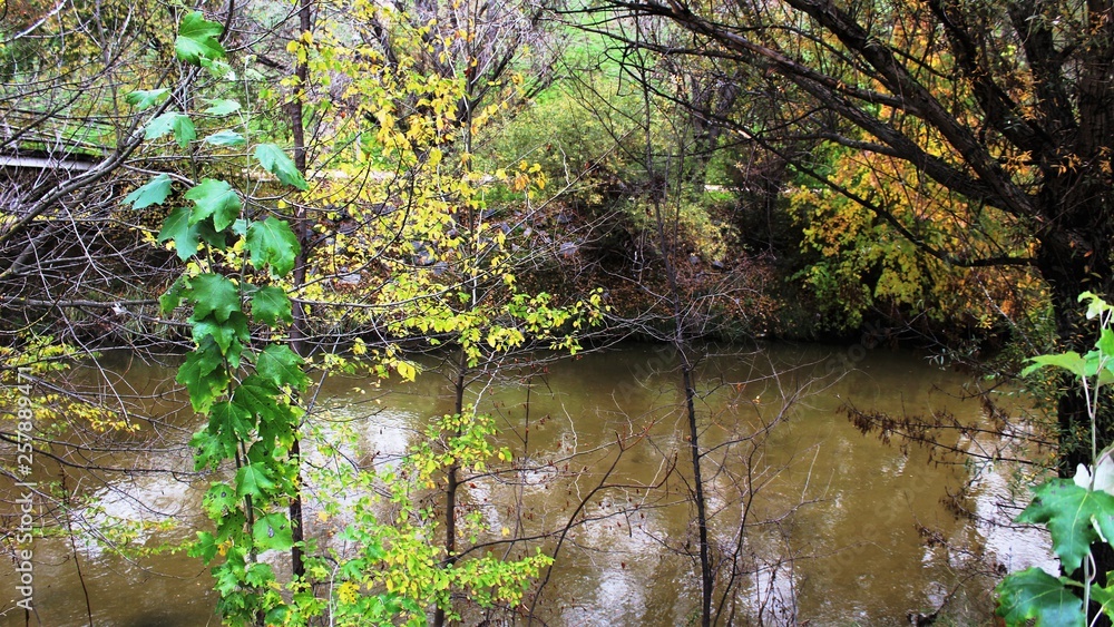 PLANTAS JUNTO AL RÍO ARBOLES, VEGETACIÓN, VERDE, MATORRALES, FOLLAJE ...