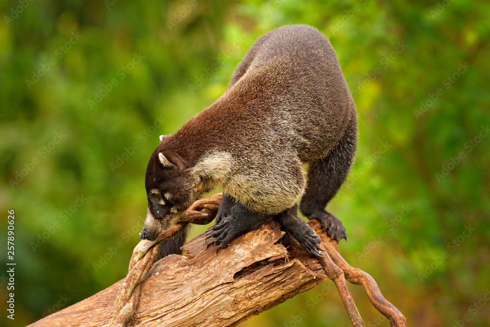 White-nosed Coati, Nasua narica, on the tree in National Park Manuel ...