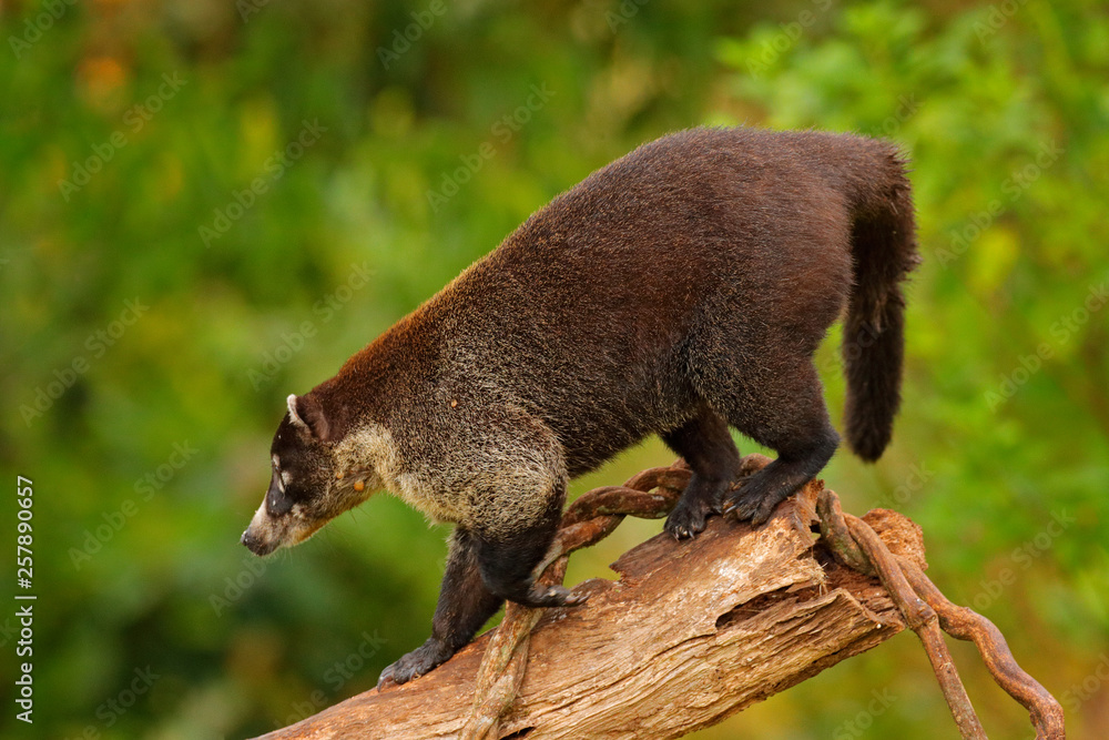 White-nosed Coati, Nasua narica, on the tree in National Park Manuel ...