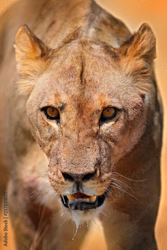 Angry Female Lion