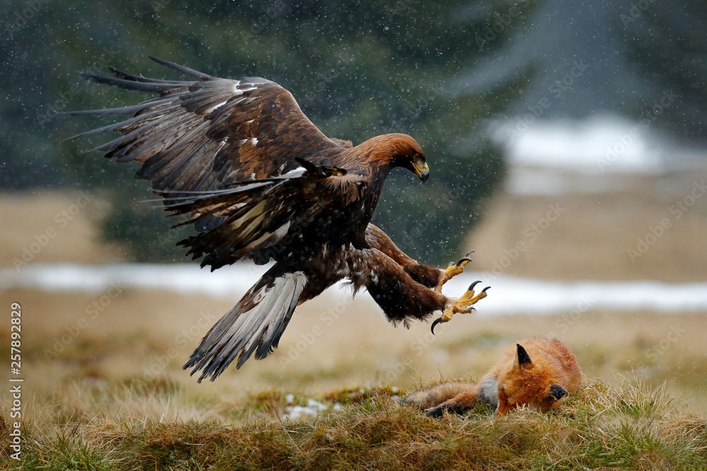 Eagle Attacking Fox