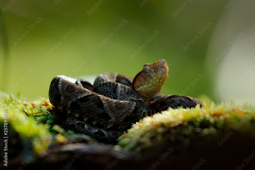 Fer-de-lance, Bothrops atrox, in nature habitat. Common Lancehead viper ...