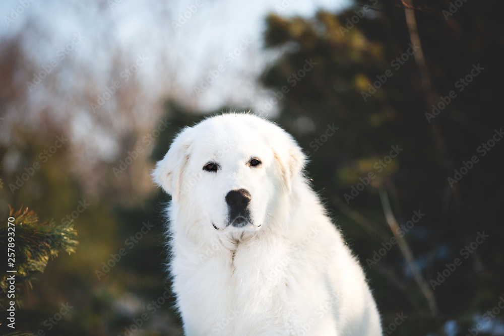 Big White Poofy Dog
