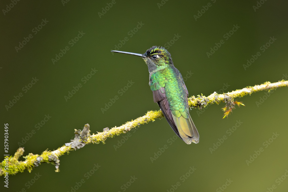Volcano hummingbird (Selasphorus flammula) is a very small hummingbird ...