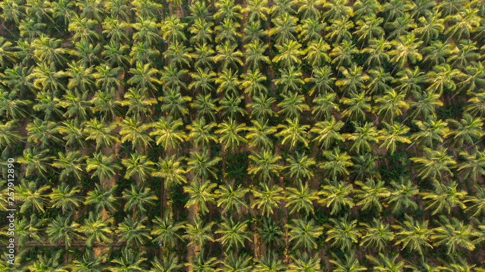 Aerial view of coconut farm. coconut trees neatly aligned with ...