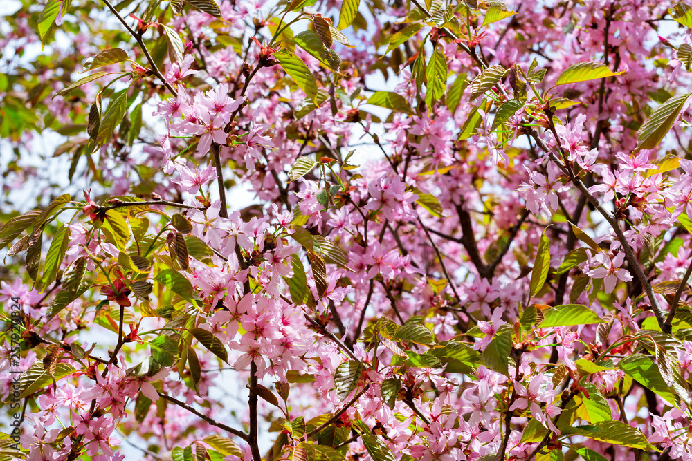 Sakura blossom in spring Park. Cherry blossom tree in late spring ...