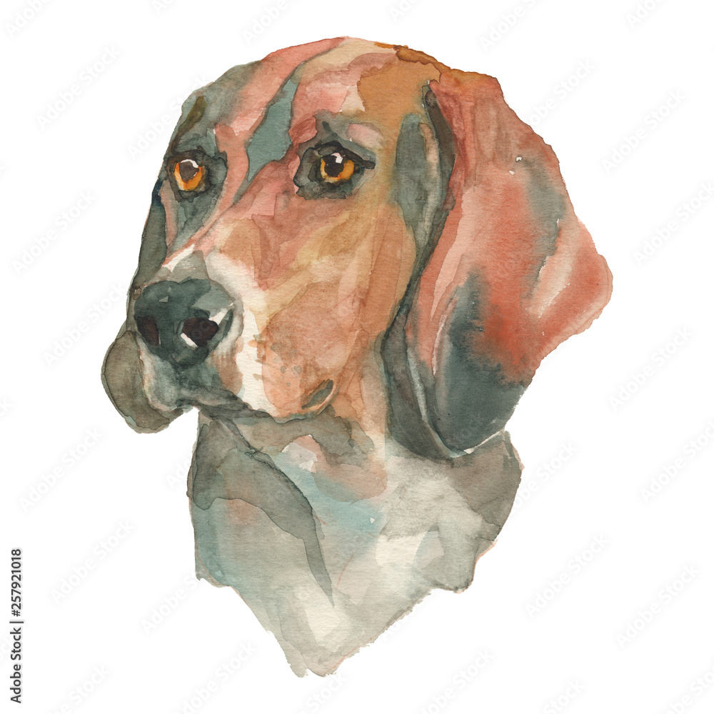 What Is The Breed Of Trigg Hound