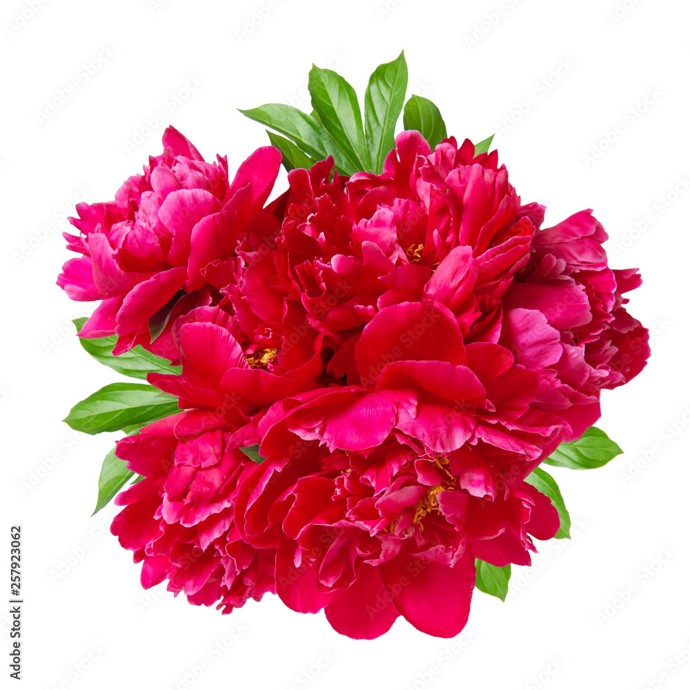 Red peony flowers bouquet isolated white background Stock Photo | Adobe ...