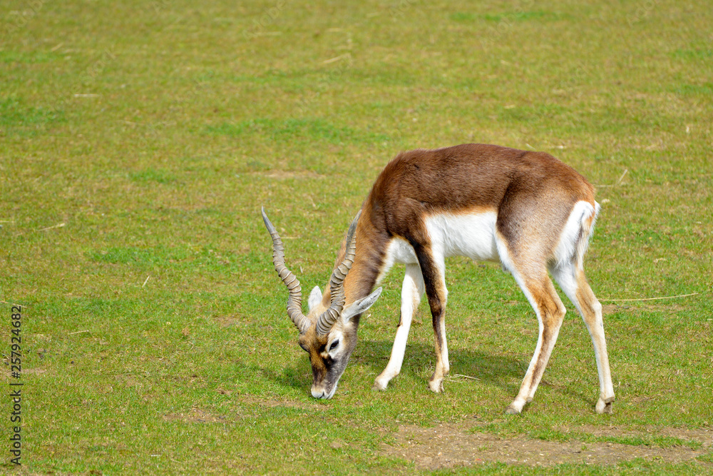 Male Indian antelope (Antilope cervicapra) grazing Stock Photo | Adobe ...