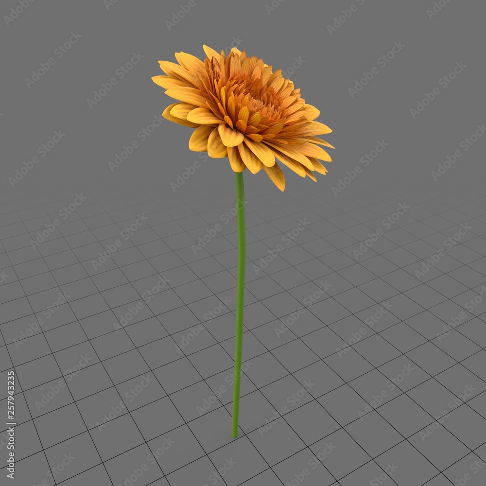 Gerbera flower Stock 3D asset | Adobe Stock