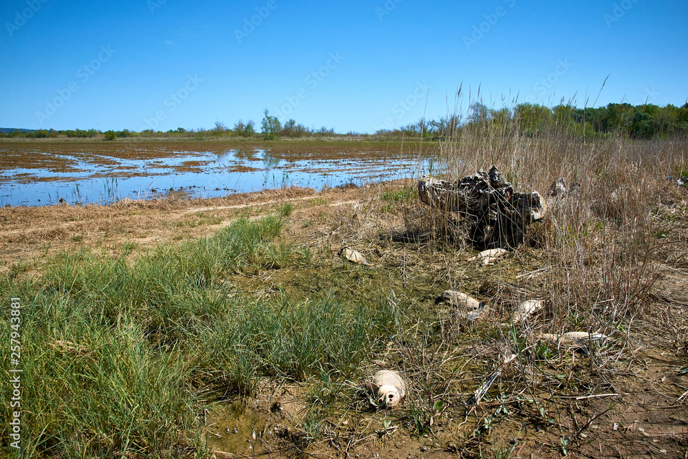 Dead fish bodies on spanish countryside meadow rice plantation. Dry ...