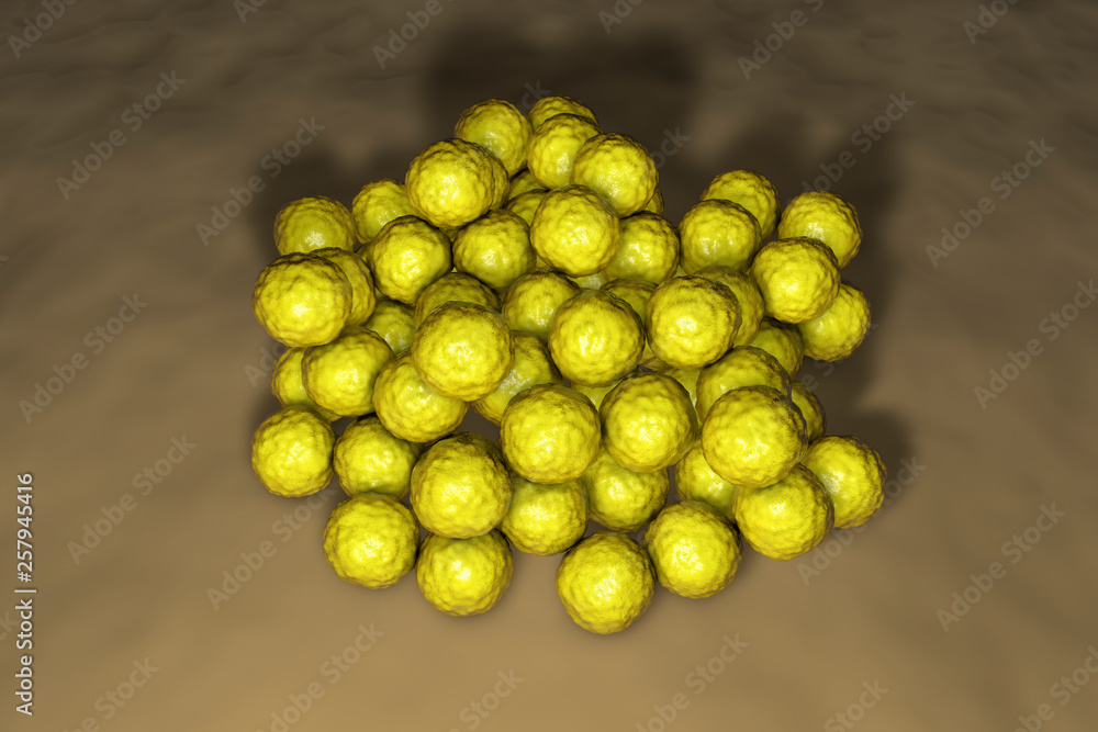 Colony of bacteria Micrococcus luteus, 3D illustration. Gram-positive ...
