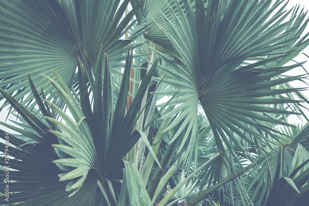 Tropical Palm Tree Leaves. Stock Photo | Adobe Stock