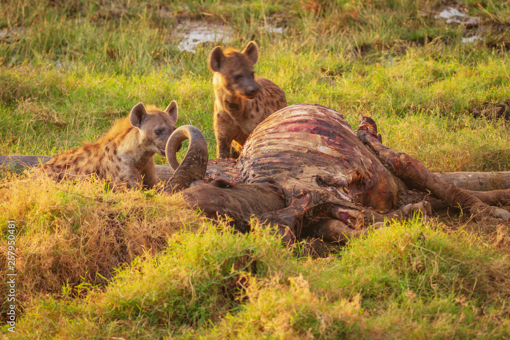Spotted hyena hyenas "Crocuta crocuta" scavenge dead buffalo carcass in ...