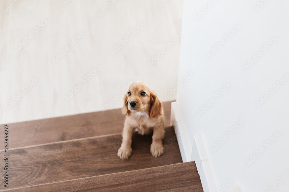 2 month old cute english cocker spaniel puppy on the stairs Stock Photo ...