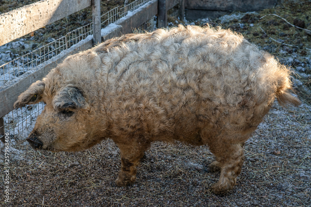 Mangalica a Hungarian breed of domestic pig on the farm Stock Photo ...