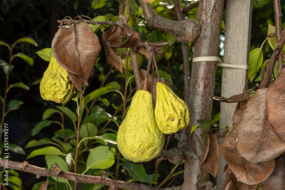 pear tree affected by fungal disease. Close-up of diseased yellow ...