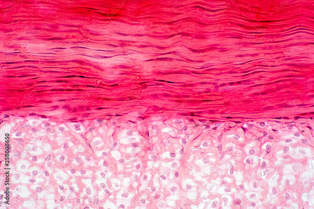 Cartilage Tissue Labeled