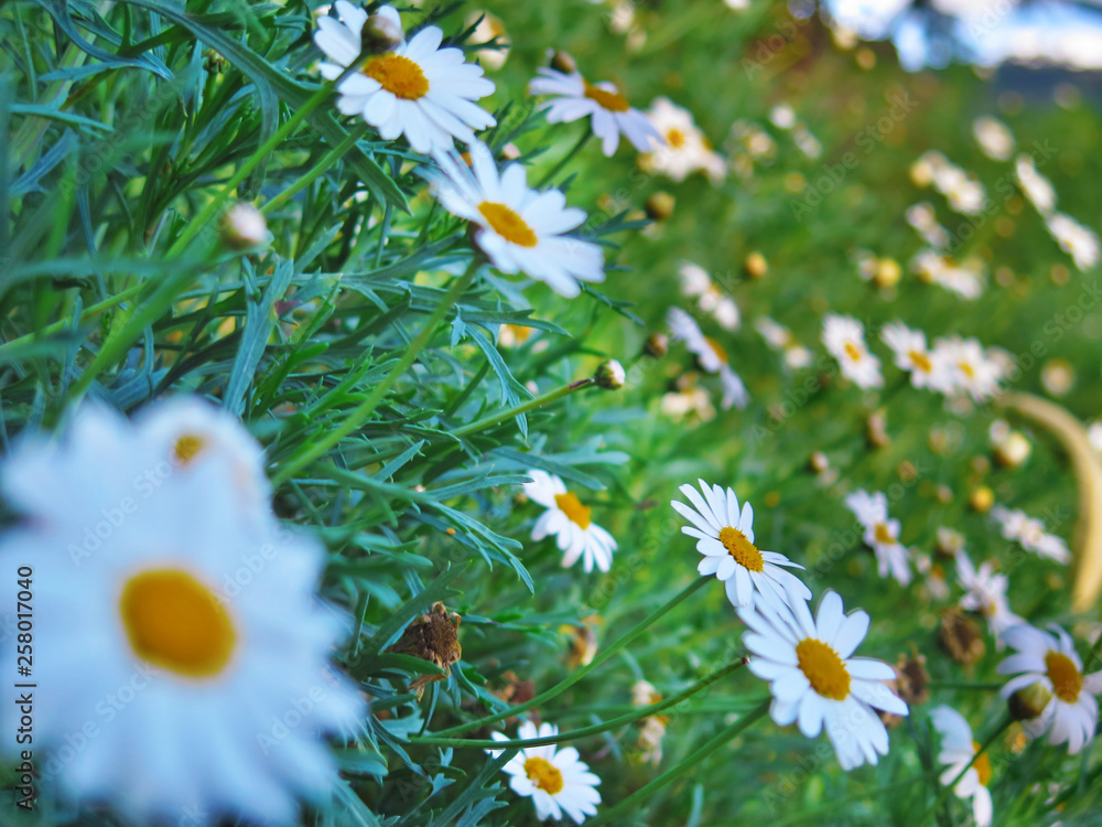 Campo de Margaritas Stock Photo | Adobe Stock