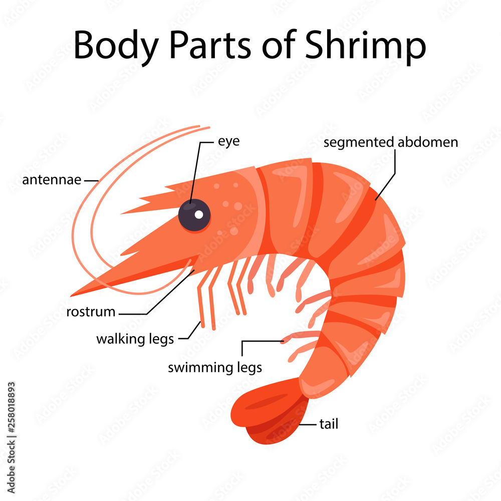 Illustrator of body parts of shrimp Stock Vector | Adobe Stock