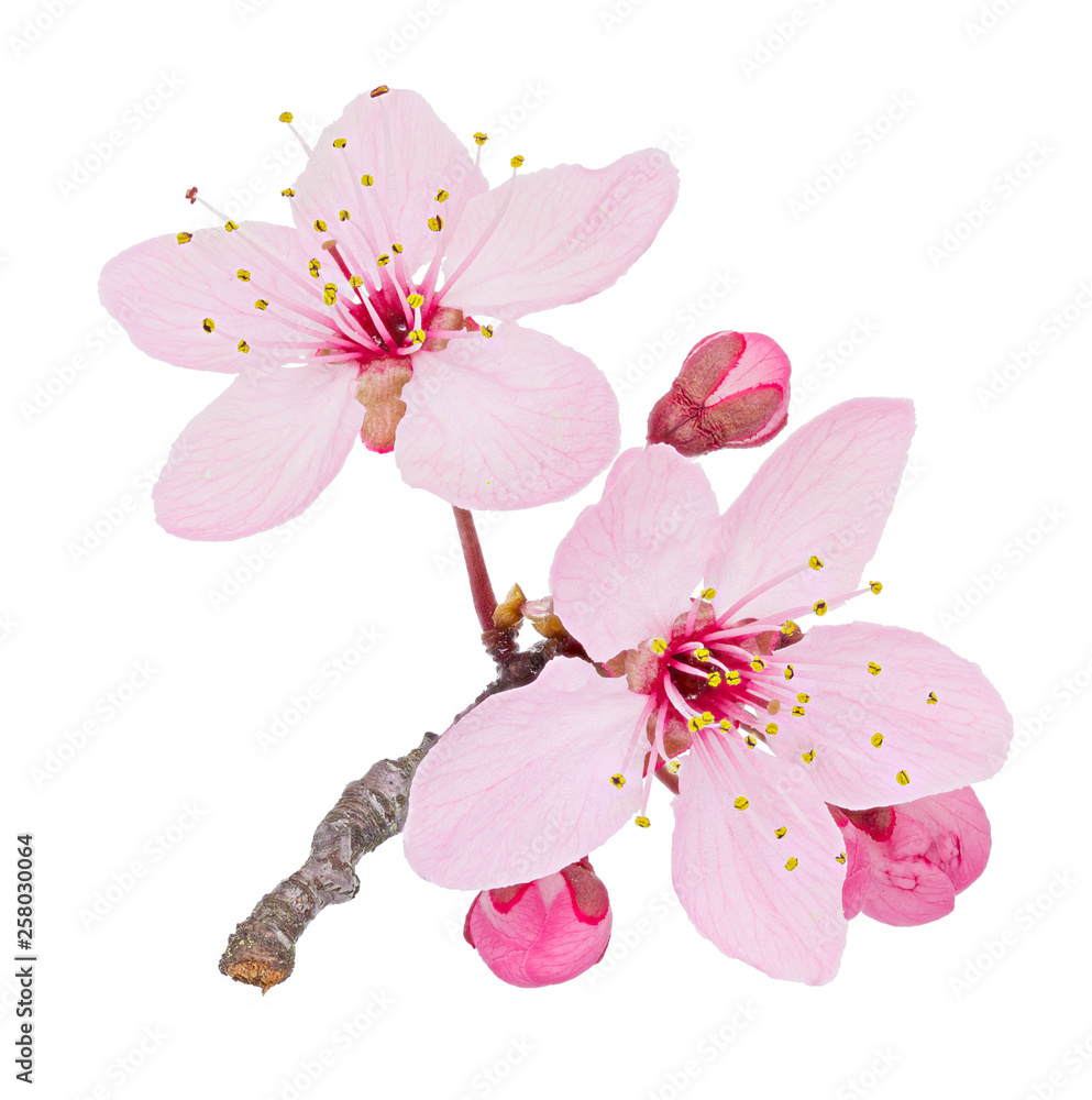 Cherry blossom branch, sakura flowers isolated on white background ...