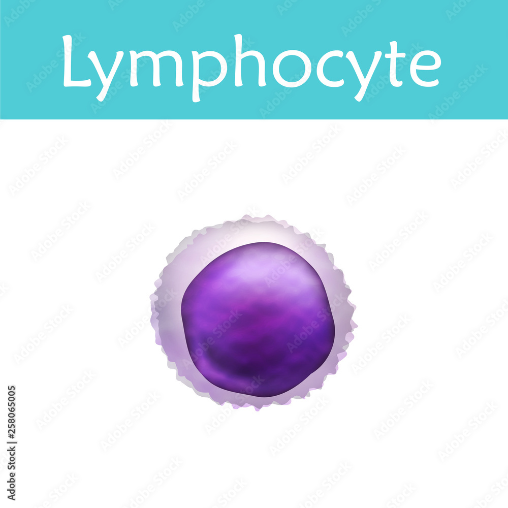 Leukocytes. Lymphocyte. White blood cell. Vector medical illustration ...