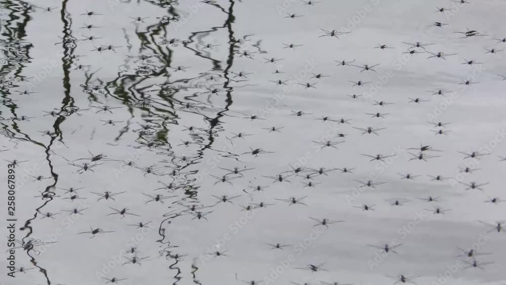 The Gerridae are a family of insects in the order Hemiptera, commonly ...