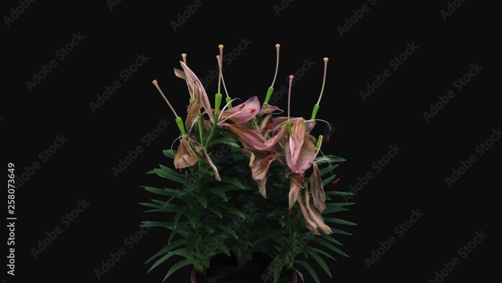 Time-lapse of dying pink lily bouquet 20d4-rev in 4K PNG+ format with ...