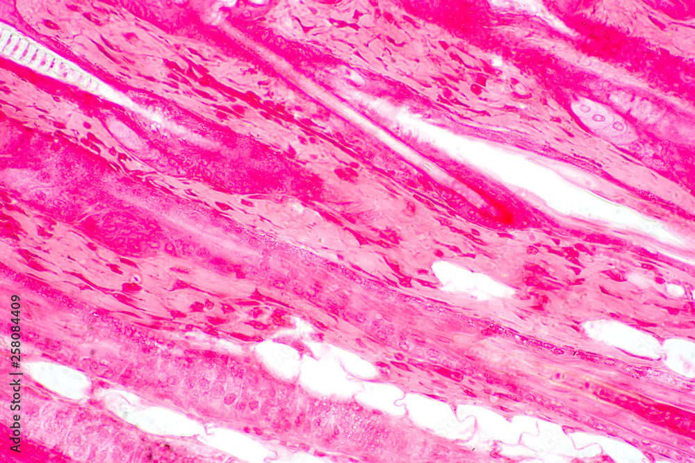 Cross section human skin tissue under microscope view. Stock Photo ...