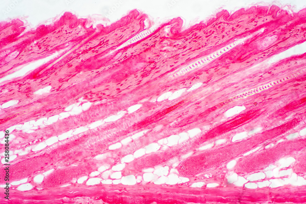 Cross section human skin tissue under microscope view. Stock Photo ...
