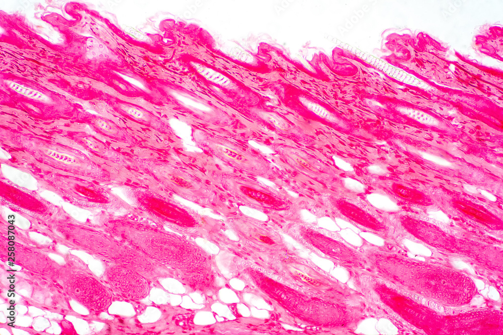 Cross section human skin tissue under microscope view. Stock Photo ...