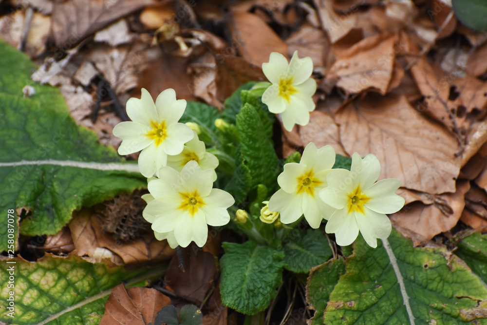 Primrose flowers (Primula vulgaris) in forest in spring. Herbal ...