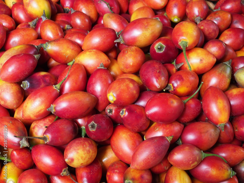 full frame image of the fruit of the ethiopian eggplant Solanum ...