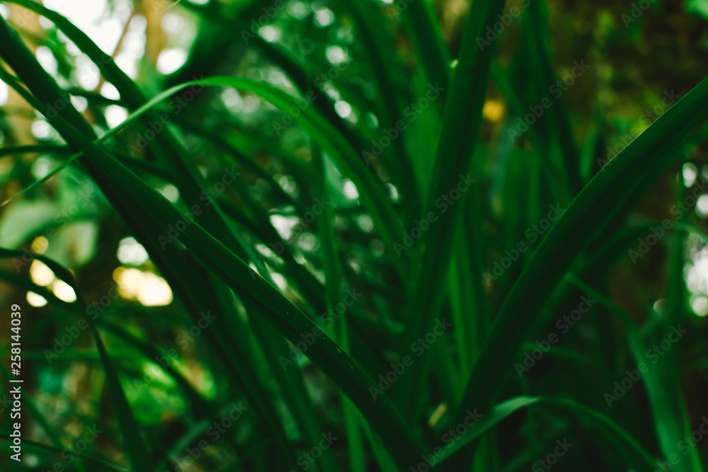 Fresh Napier grass(Penisetum Purpureum) background. Close up of fresh ...