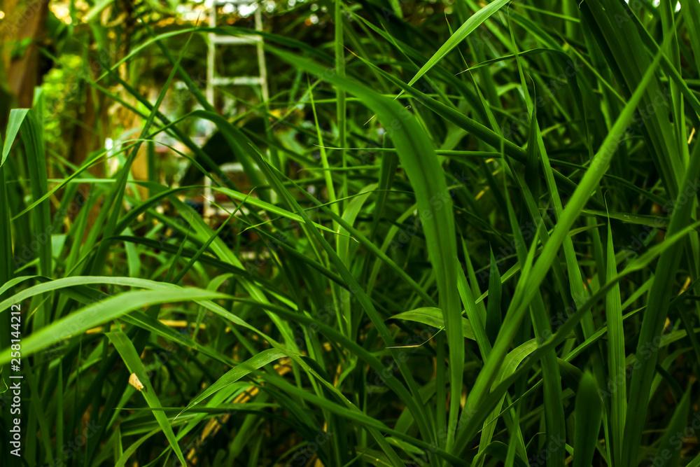 Fresh Napier grass(Penisetum Purpureum) background. Close up of fresh ...