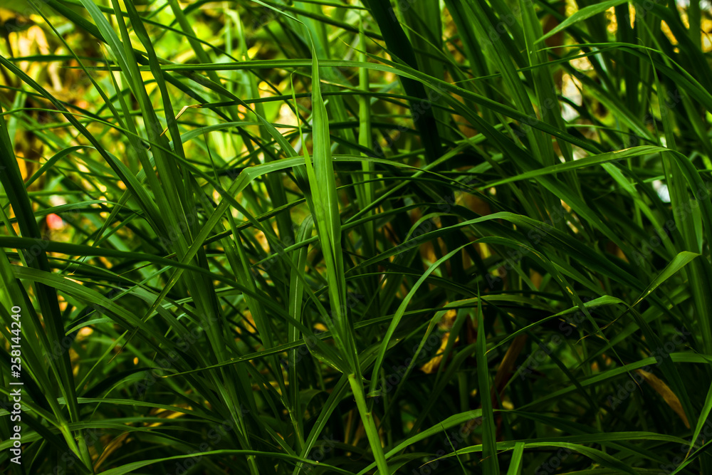 Fresh Napier grass(Penisetum Purpureum) background. Close up of fresh ...