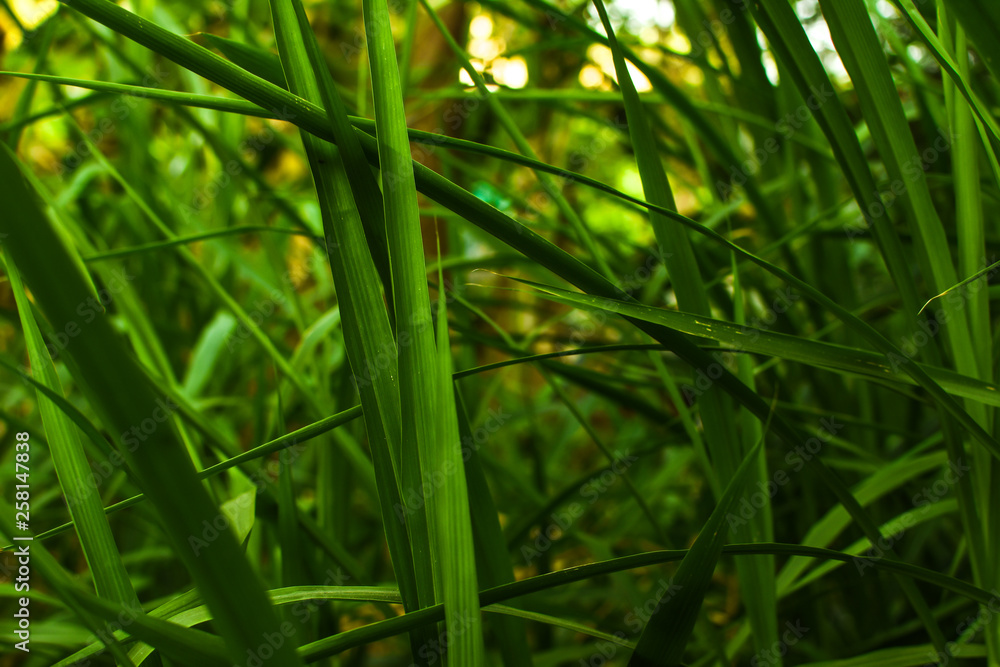 Fresh Napier grass(Penisetum Purpureum) background. Close up of fresh ...