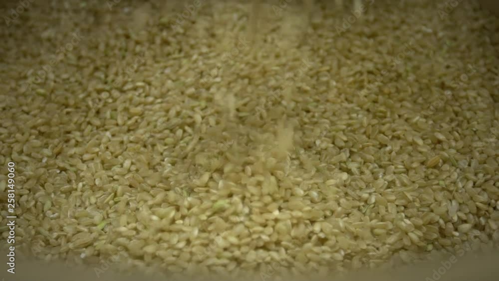 Slow Motion close up falling of harvested healthy paddy rice. Rice ...