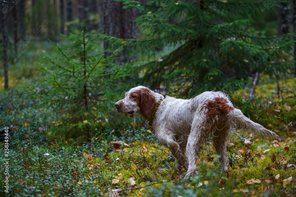 English Setter Pointing