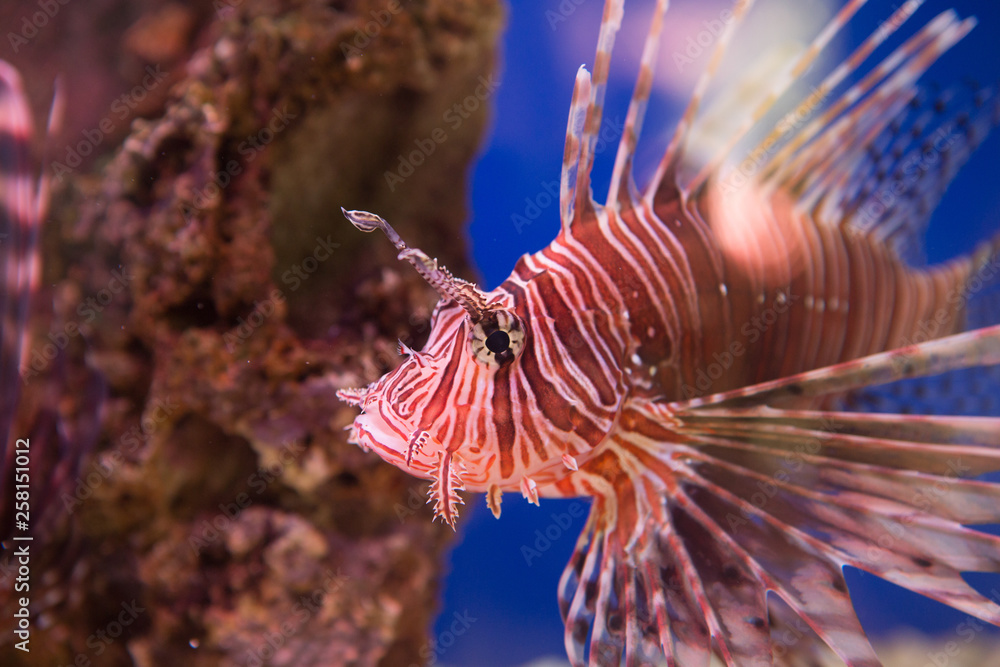 Lionfish-Zebra, or Zebra fish, or striped lionfish lat. Pterois ...