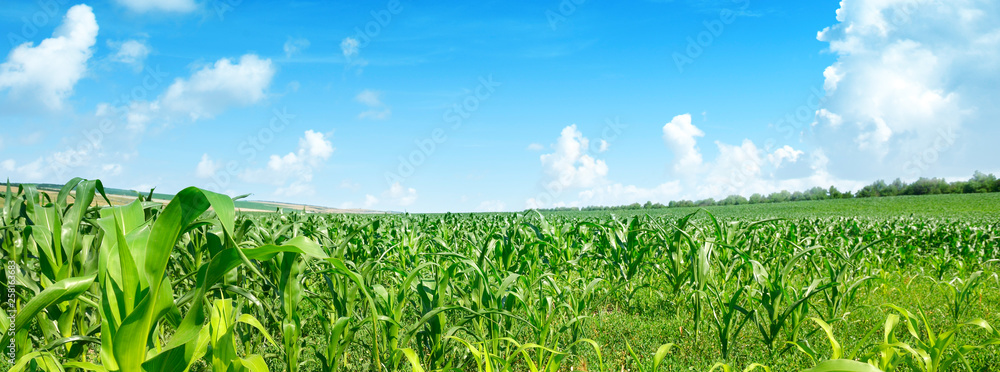 Bright summer sun over corn field. Stock Photo | Adobe Stock