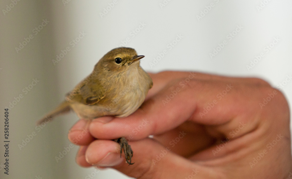 Birds of Israel, birds of the Holy Land Stock Photo | Adobe Stock