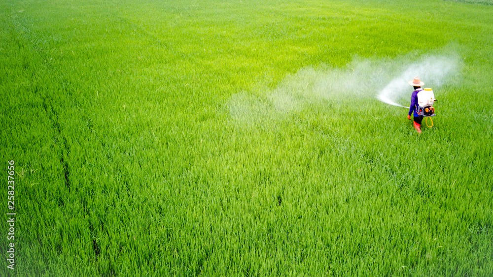 Farmer activity with knapsack sprayer is spray Insecticide into fresh ...