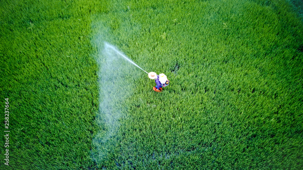 Farmer activity with knapsack sprayer is spray Insecticide into fresh ...