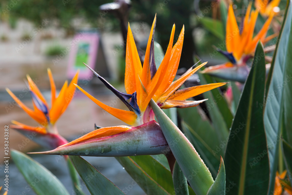 Strelitzia reginae flower Stock Photo | Adobe Stock